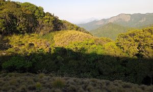 Mount Mabu, a sacred and fascinating forest